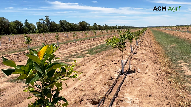 Large-scale citrus operation at Bellevue Pastoral