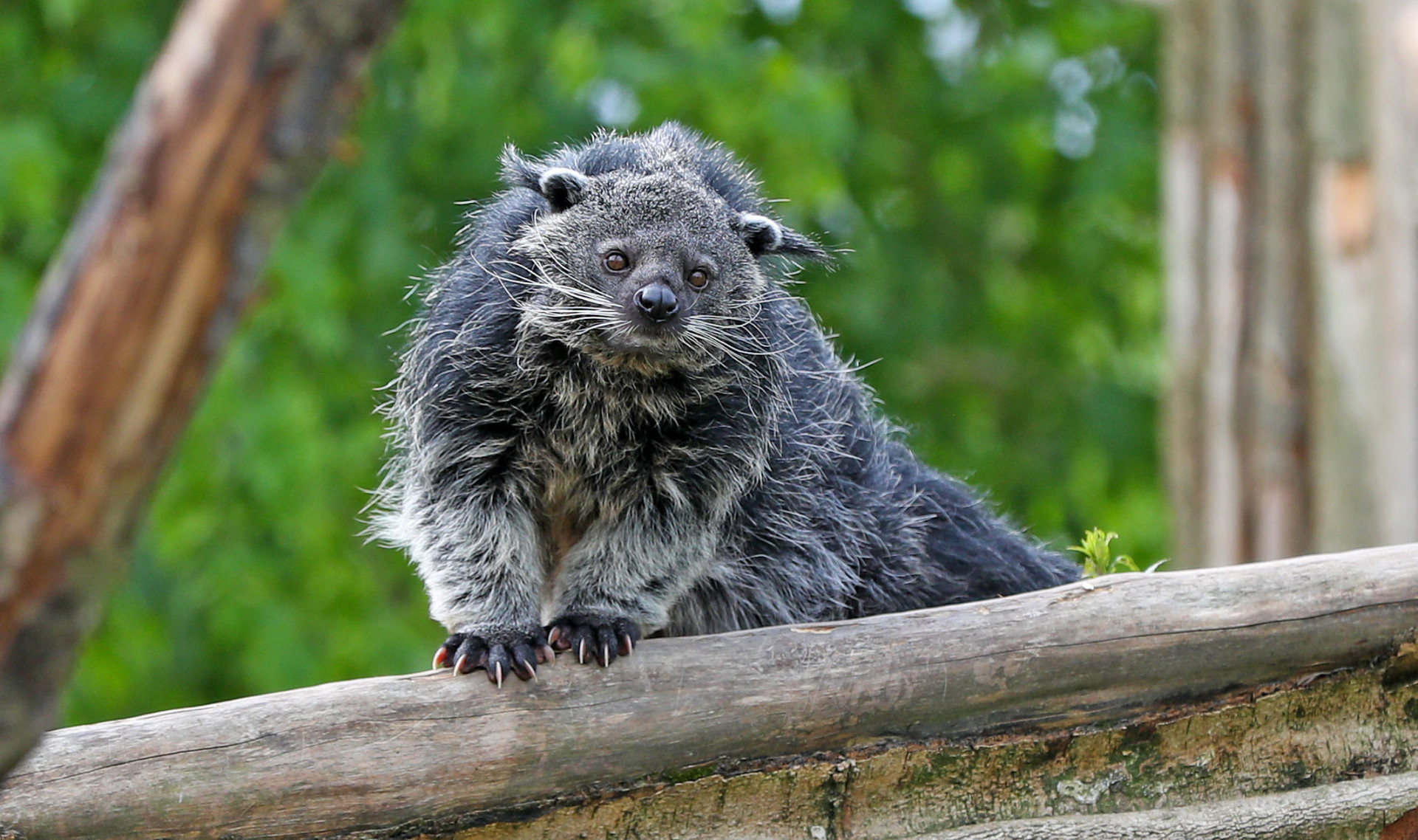 Amazing animals found only in Asia