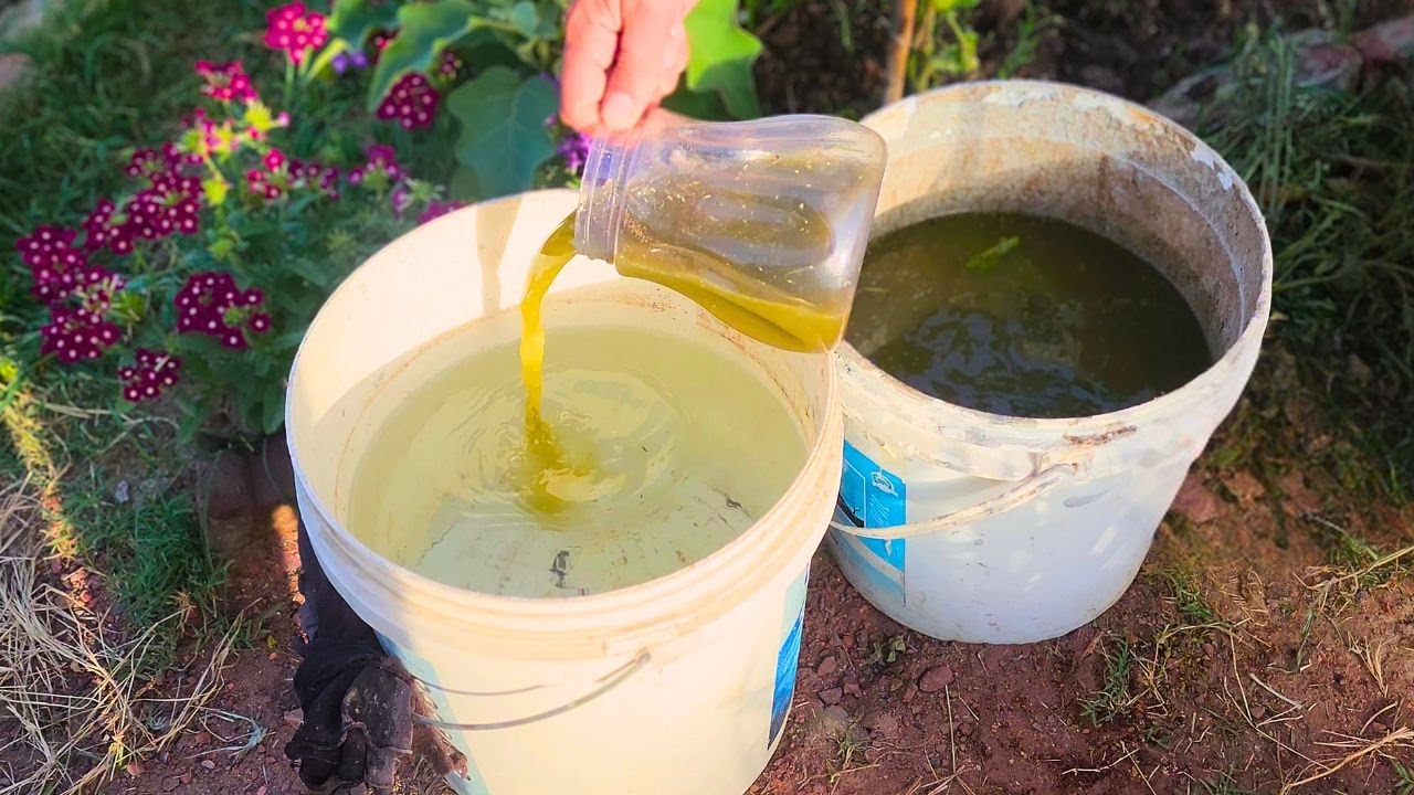 Say goodbye to store-bought fertilizers: Transform weeds into garden gold