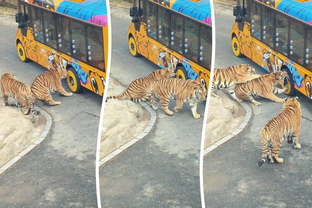 Curious tiger gets its teeth stuck in tourist vehicle tyre