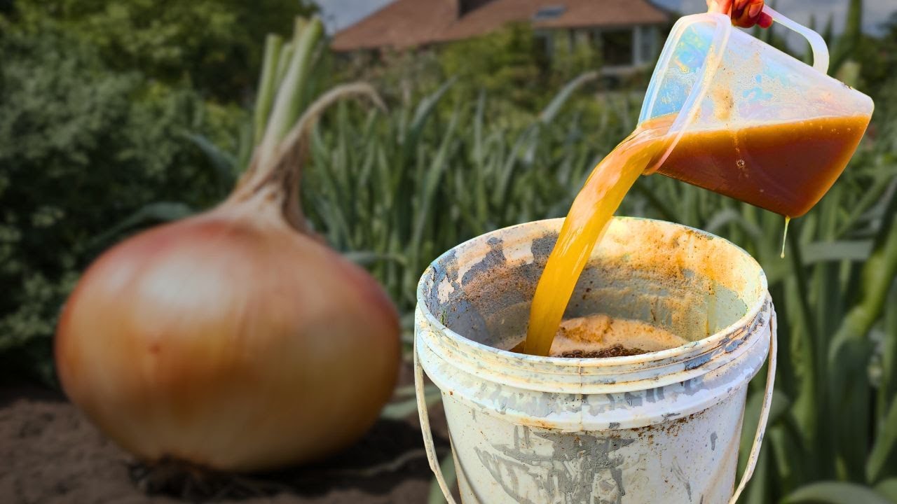 I give this to my garlic and onion for huge bulbs – best liquid ...