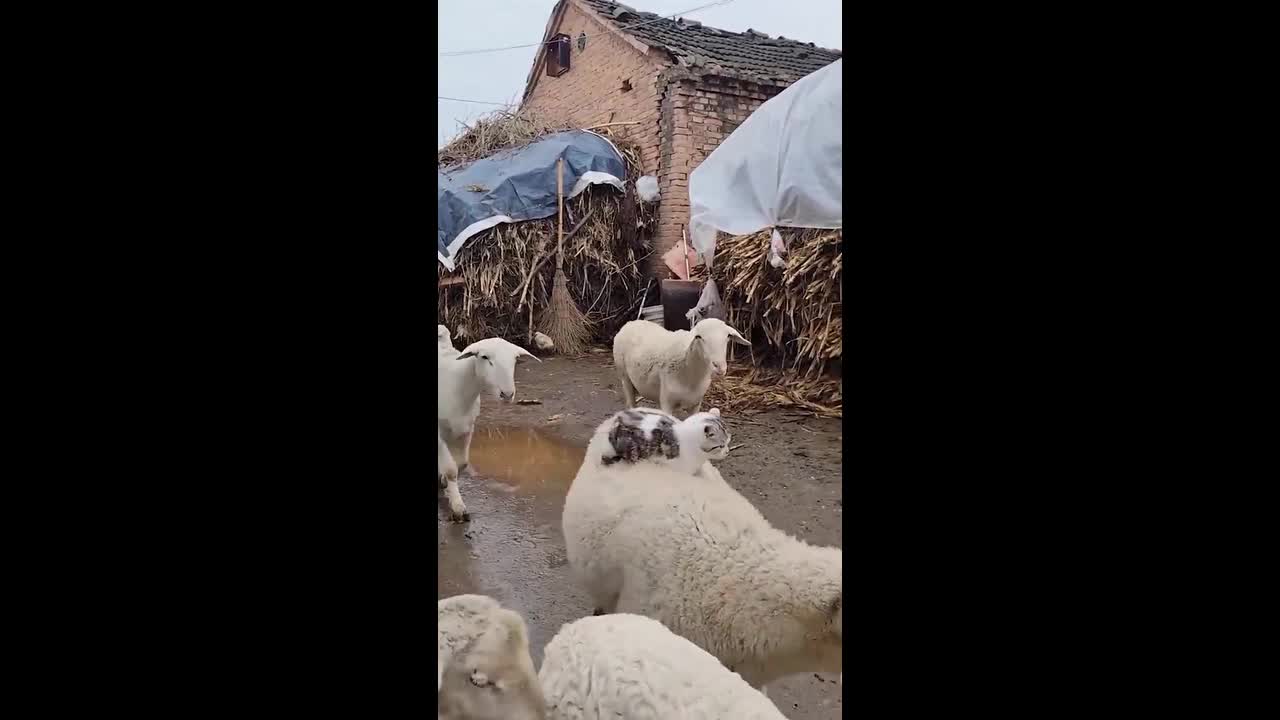 Kitten seen lounging comfortably on sheep’s back