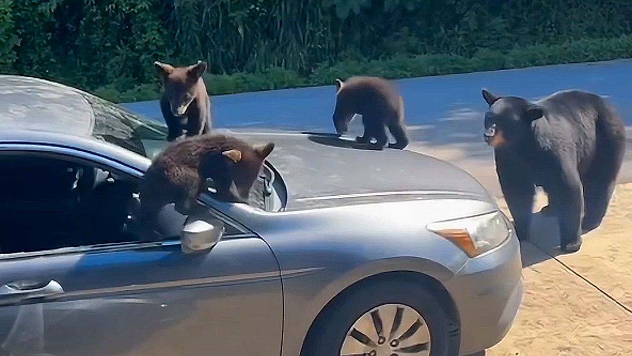 Un auto en Tennessee es tomado por una familia de osos
