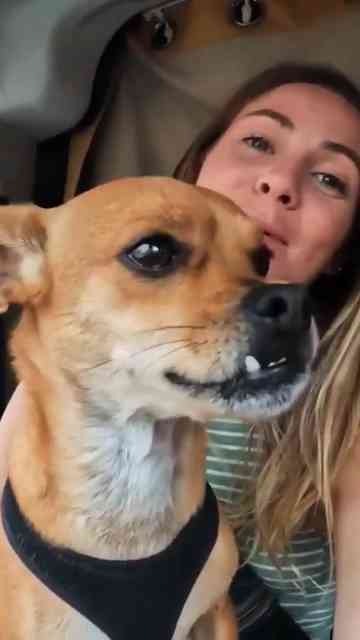 Dog singing to Adele