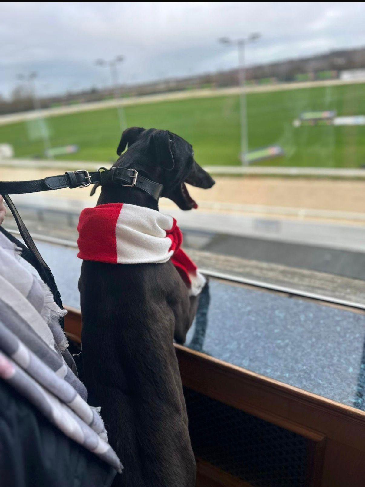 Greyhounds named after Sunderland AFC icons make a winning start