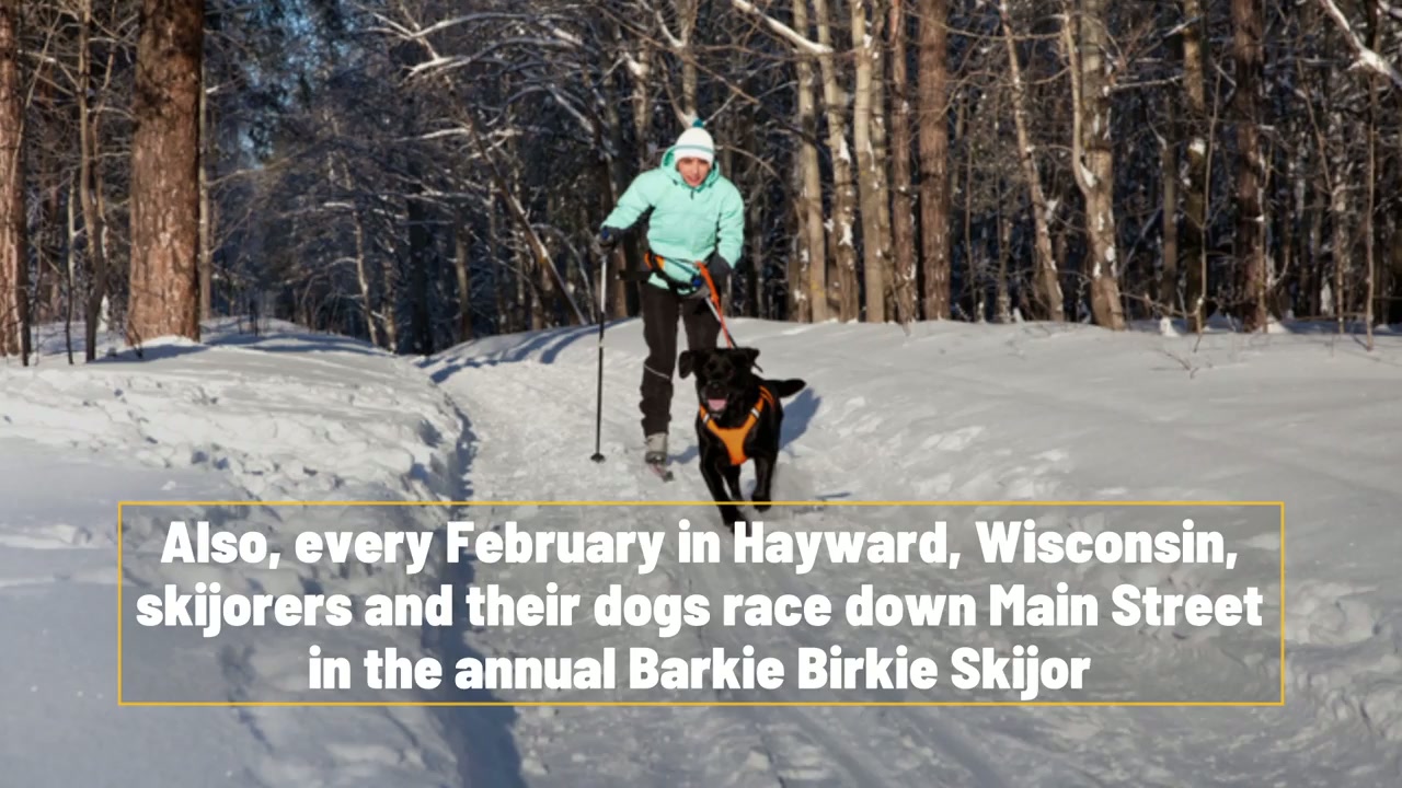 Skijoring explained: How to bond with your dog in the snow