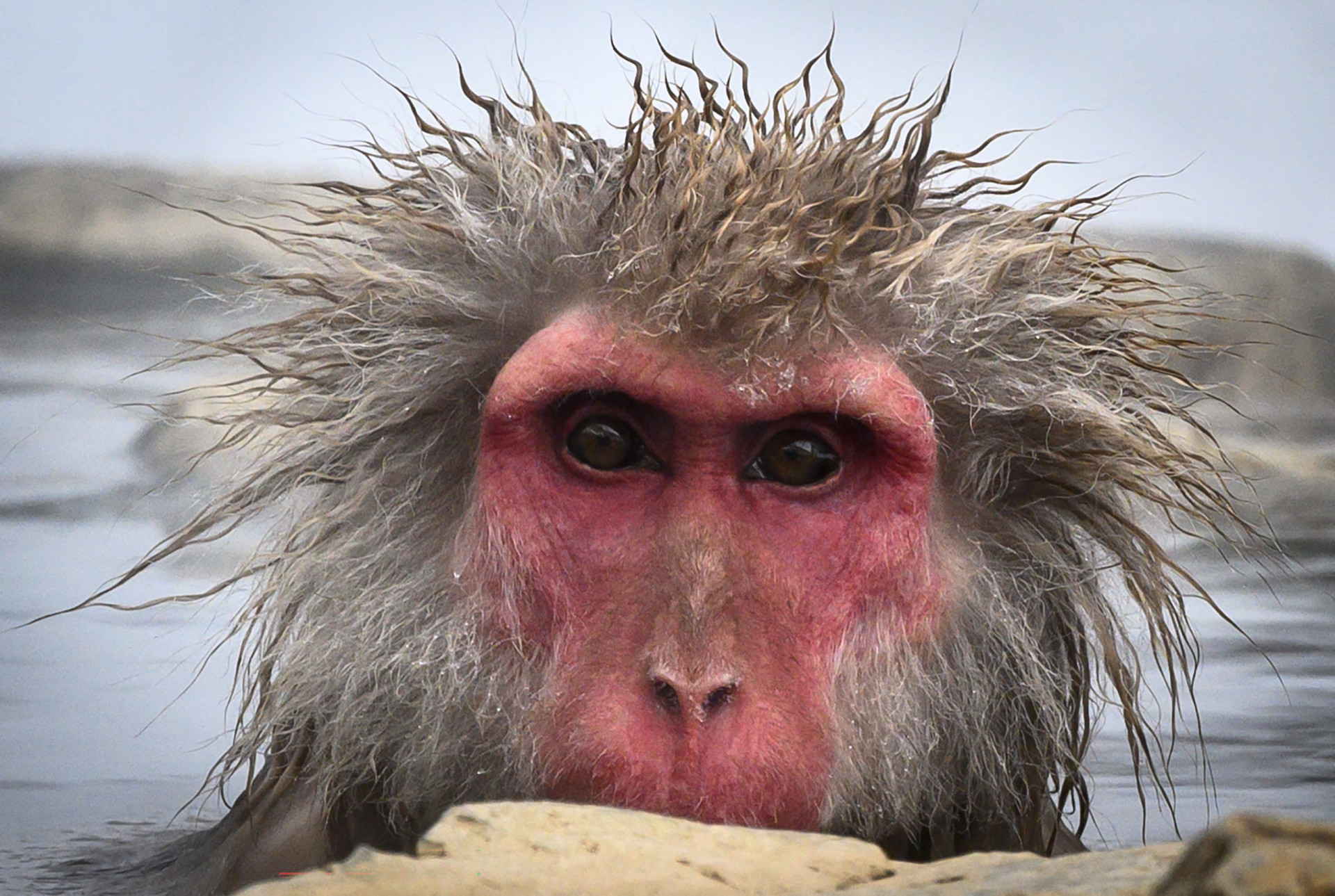 Amazing animals found only in Asia
