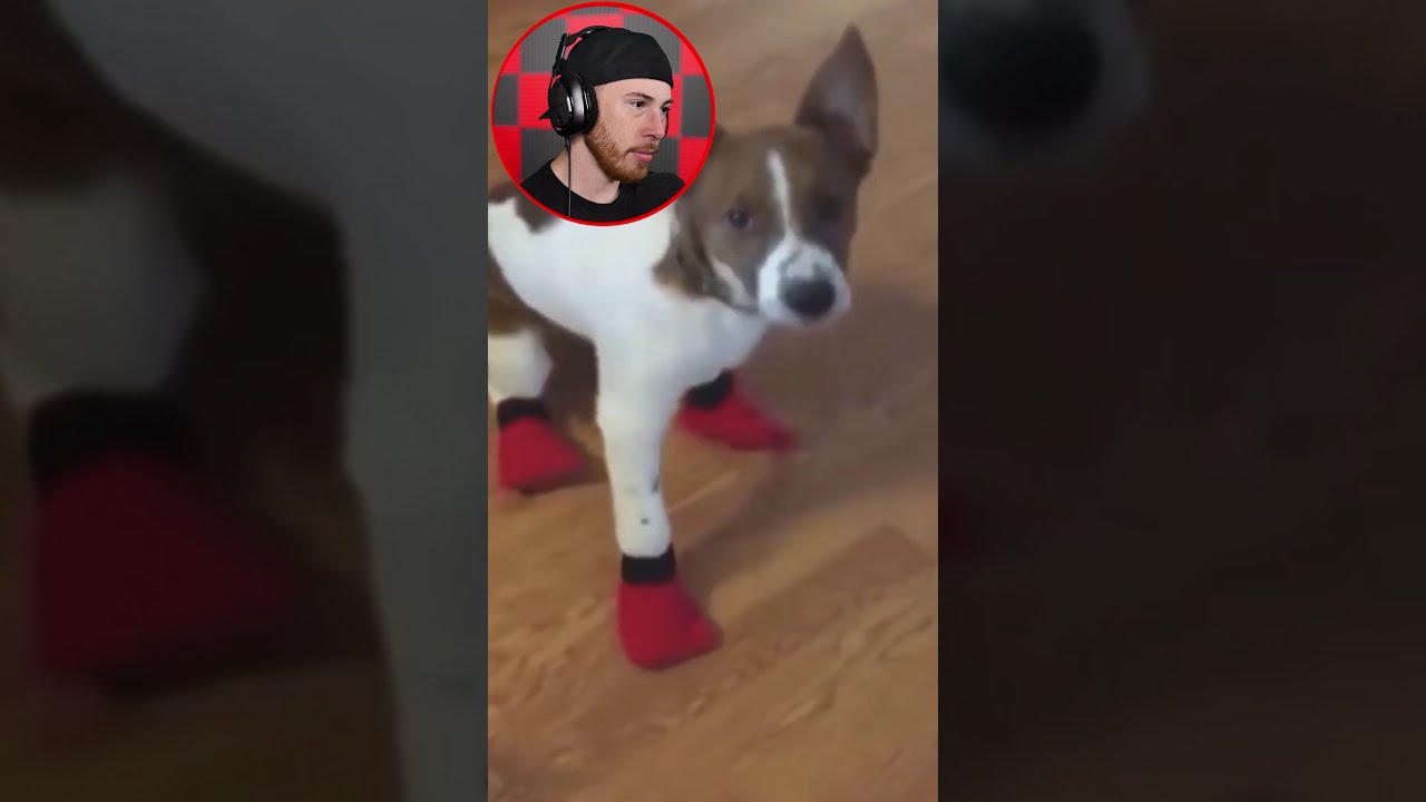 Notable lighthearted moments captured among animals