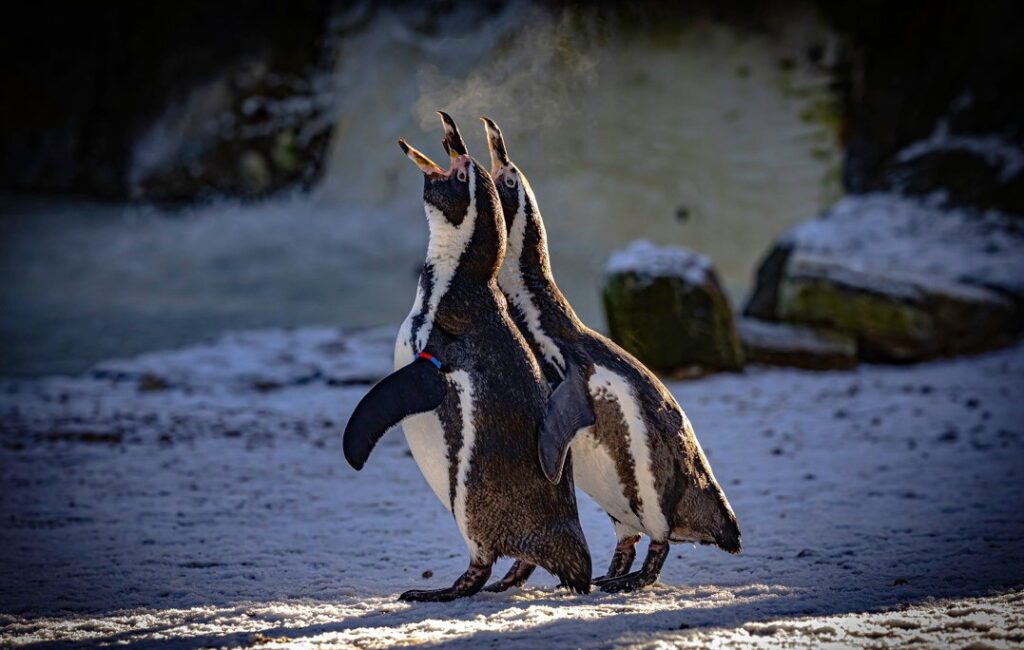 Rhino calves and hand-reared penguins enjoy snow for first time