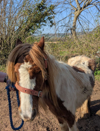Seven-year ban for Somerset man who neglected two pregnant mares and a ...