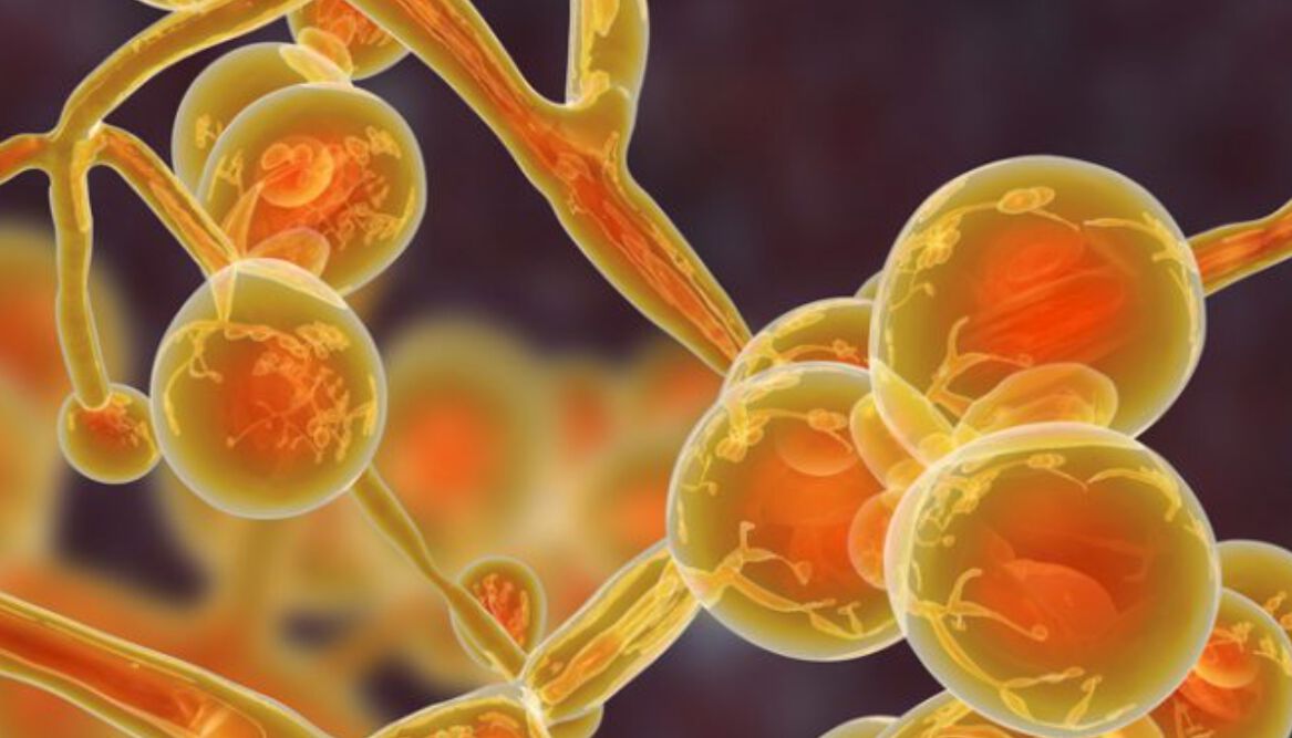 Eindelijk weten we waarom Candida auris levensgevaarlijk is