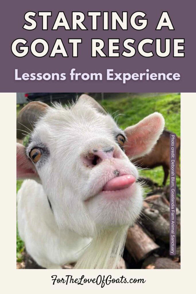 Running a goat rescue: What it really takes
