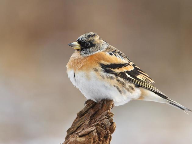 Stunde der Wintervögel 2026 in München: Wie man an der großen Vogel ...