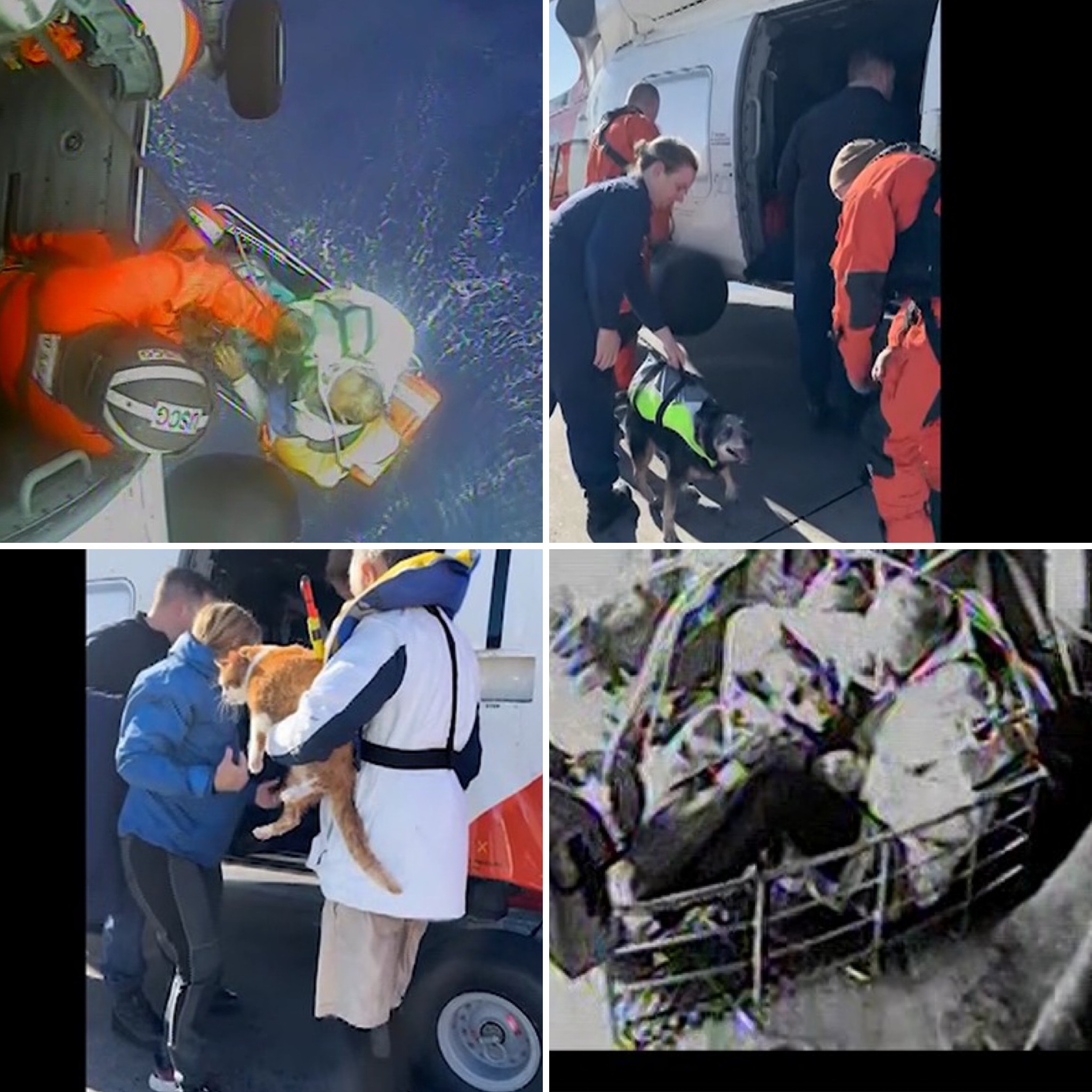Watch as Coast Guard rescues 2 people, a dog and a cat after their dog ...