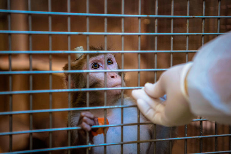 Tierversuche: Im Labor werden die Affen knapp