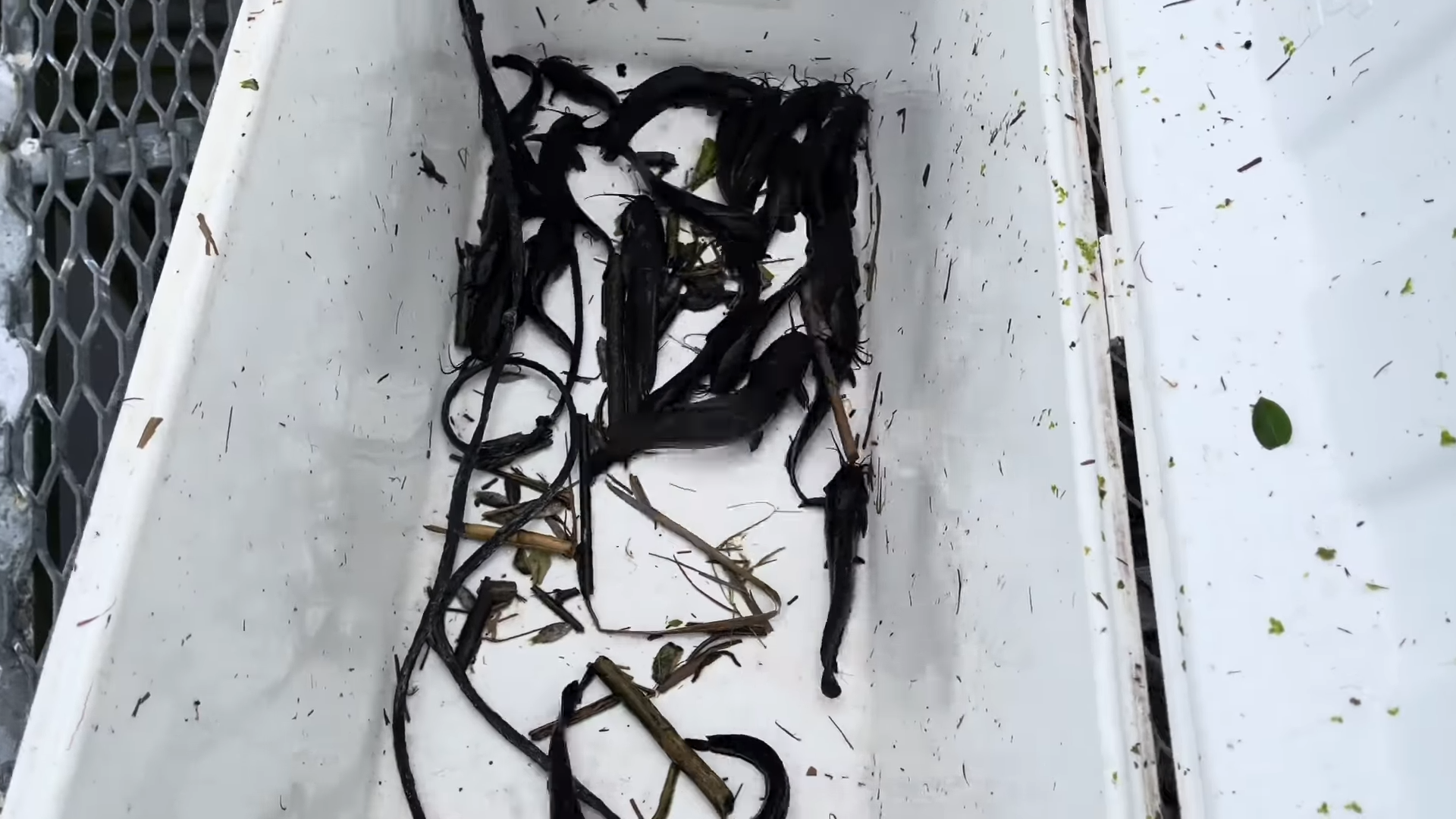 This abandoned Everglades spillway is full of exotic fish