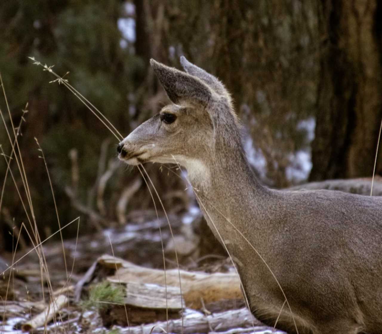 Hunter shot with arrow during deer hunt in PA: Police
