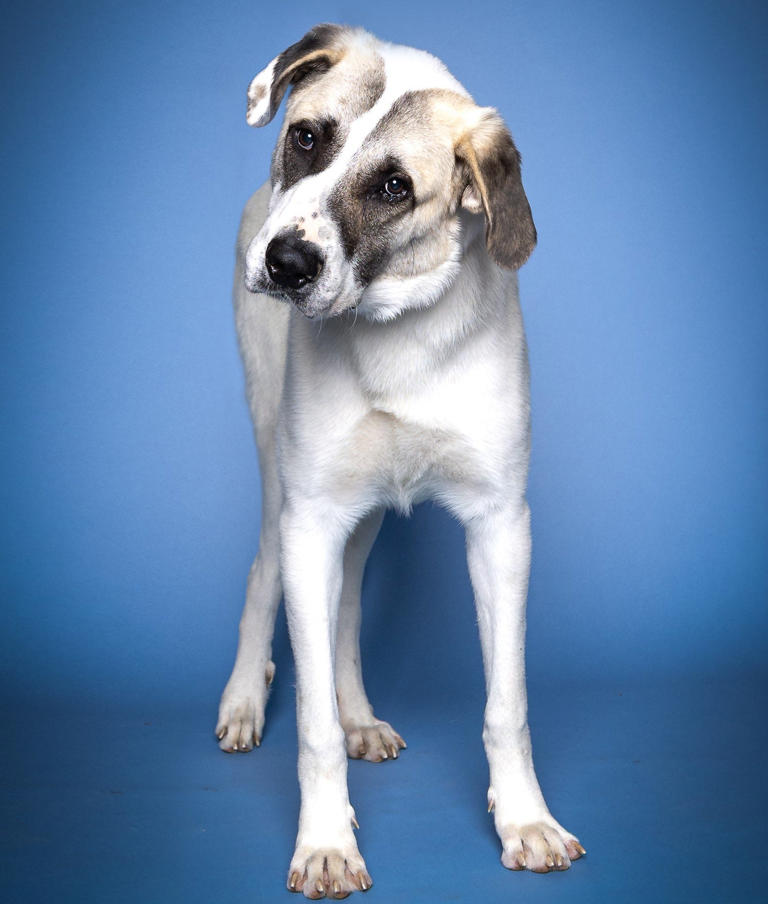 Looking to add a pet to your family? Bosco, Hazel, others available at ...