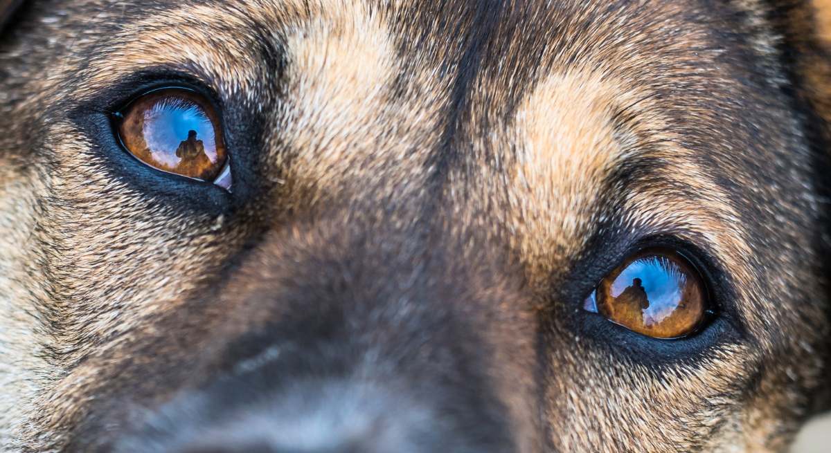 Qué significa que los ojos de mi perro se vuelvan grisáceos con el paso ...