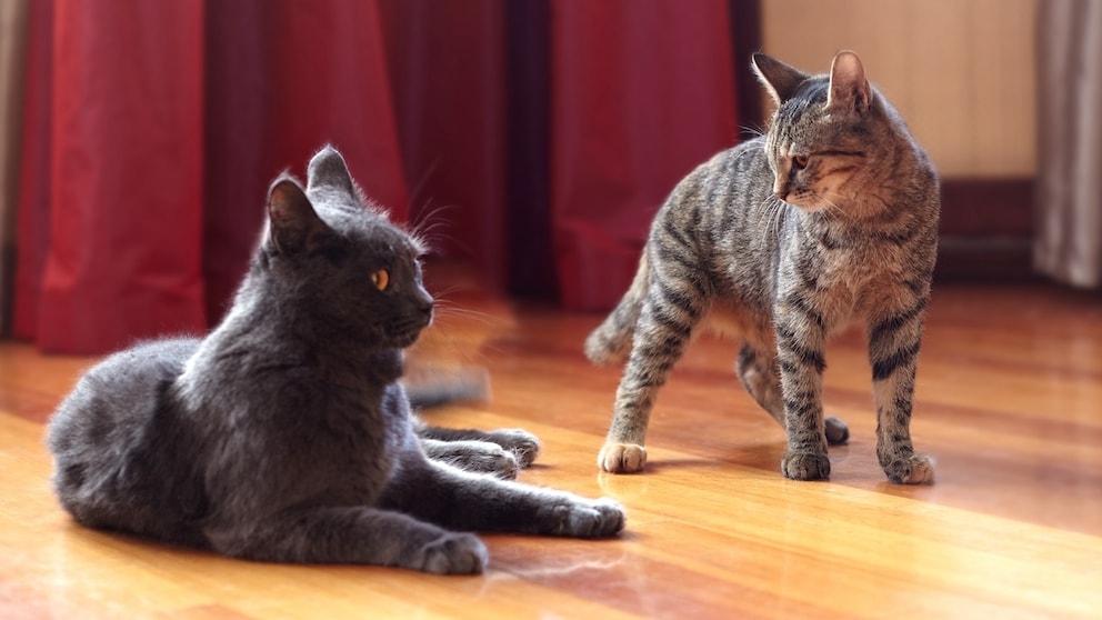 Futterverstecken für Katzen? Experten warnen vor Trend