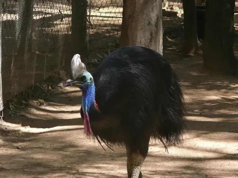 Animals that treat humans as apex predators