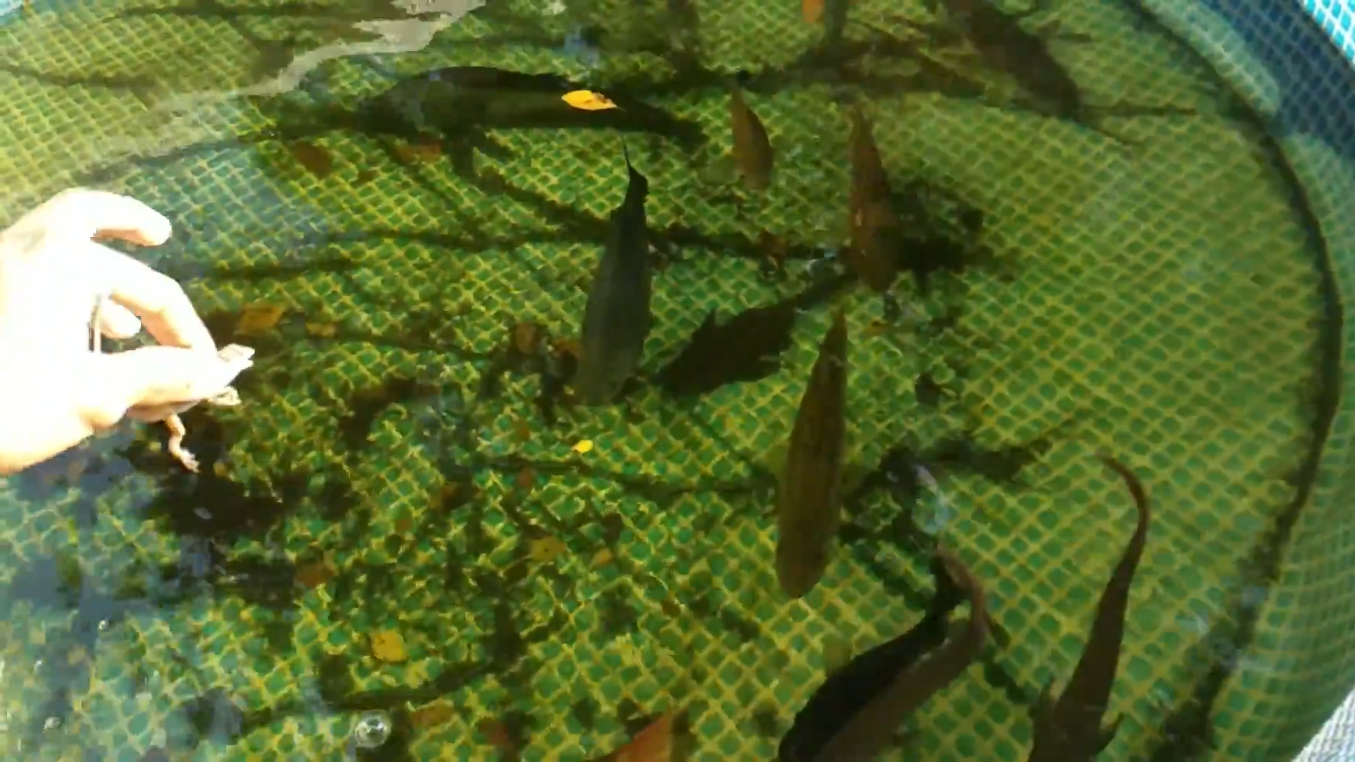 These are the best exotic fish you can catch for an aquarium