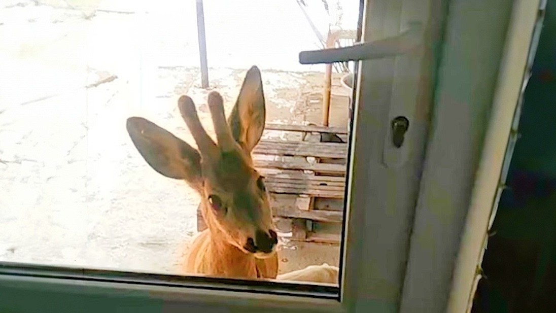 Two wild rescued deer visit these kids every day just to play