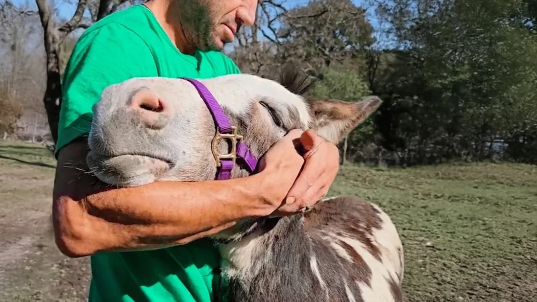 Every morning, this donkey runs to the window to see his best friend