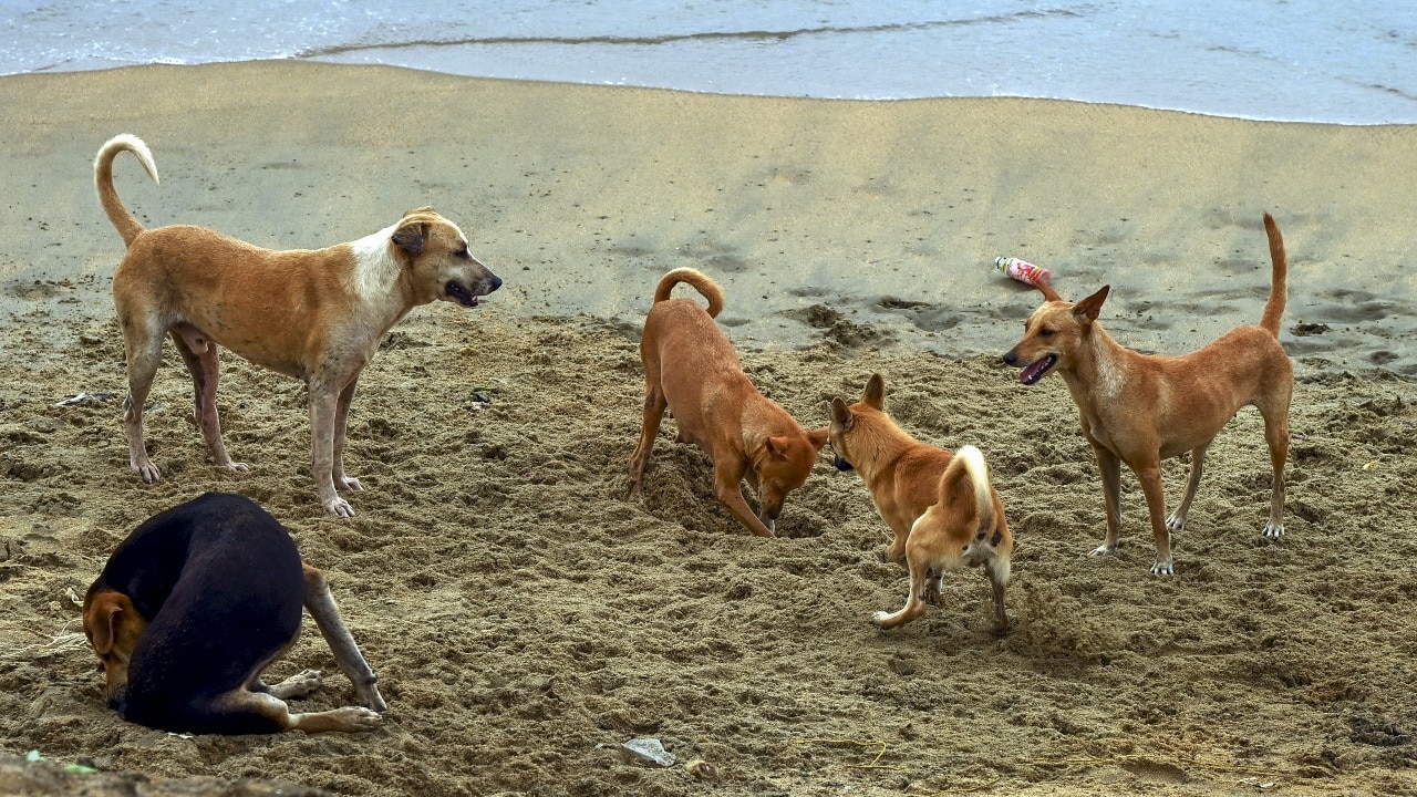 From classrooms to canines, Bihar teachers get duty to count stray dogs