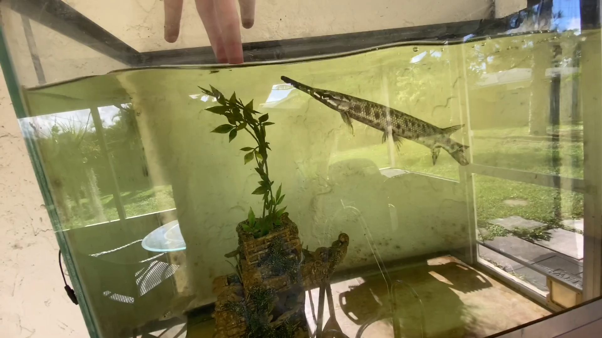 Watching my new toothy predator fish feed for the first time