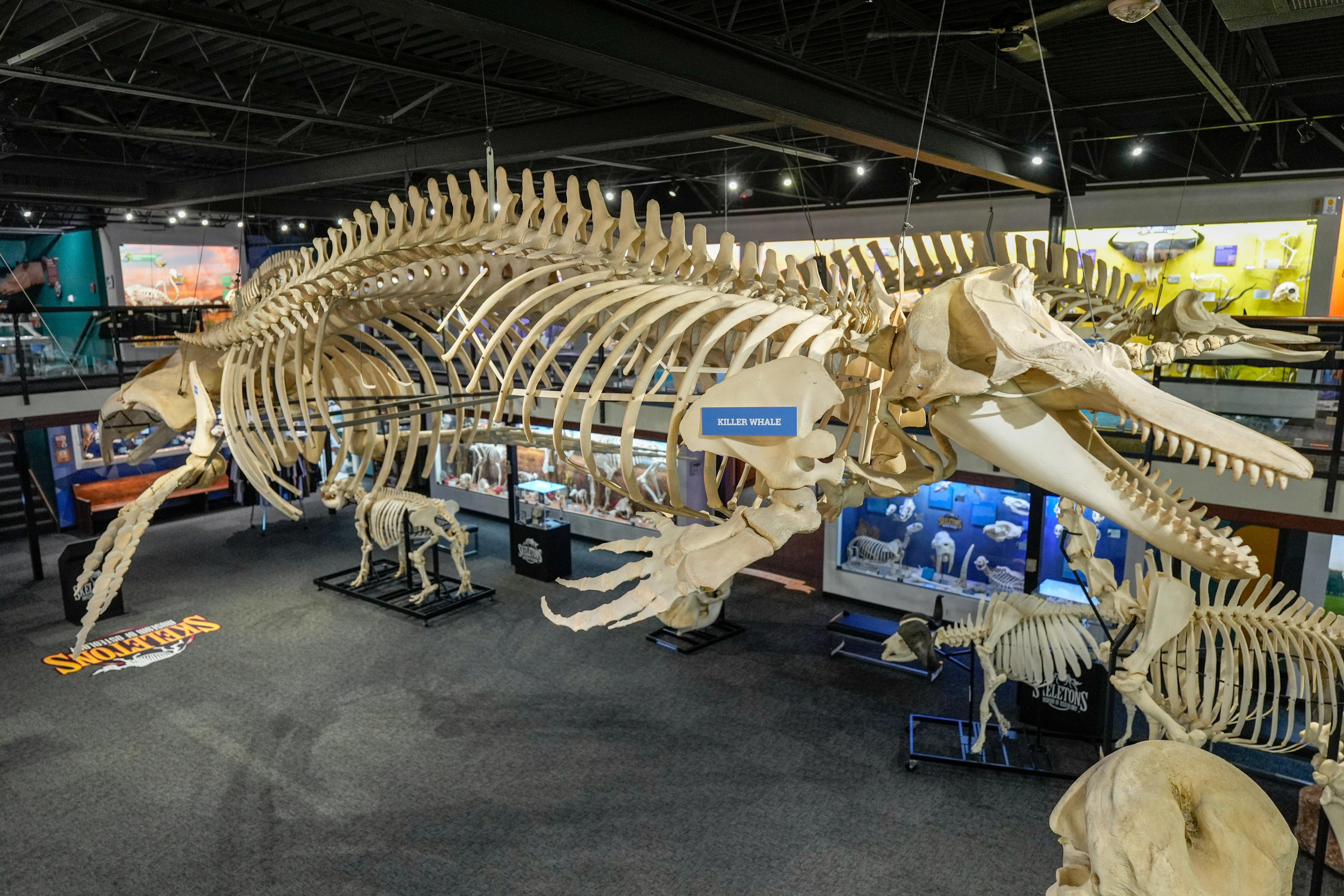 OKC's Museum of Osteology grows out of a bone-deep love for skeletons