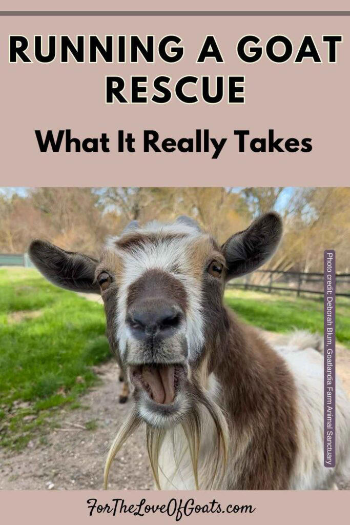 Running a goat rescue: What it really takes