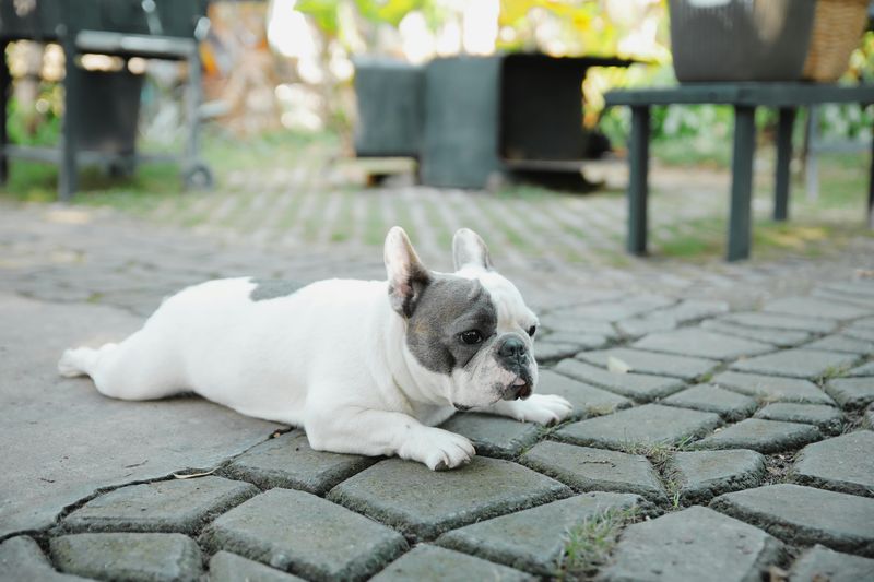8 funny things dogs do when they’re happy, says a trainer