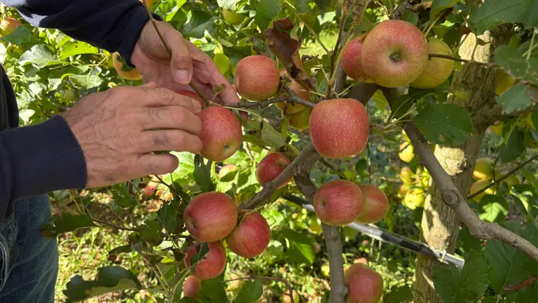 Pink Lady: Apfelanbau mit erhöhtem Risiko