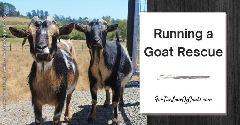 Running a goat rescue: What it really takes