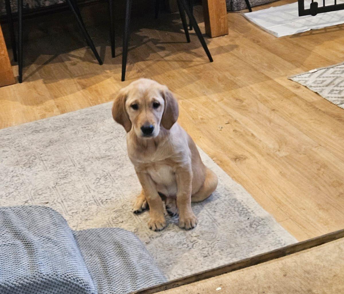 Meet Henley, the first guide dog puppy to arrive in Blackpool in 2026