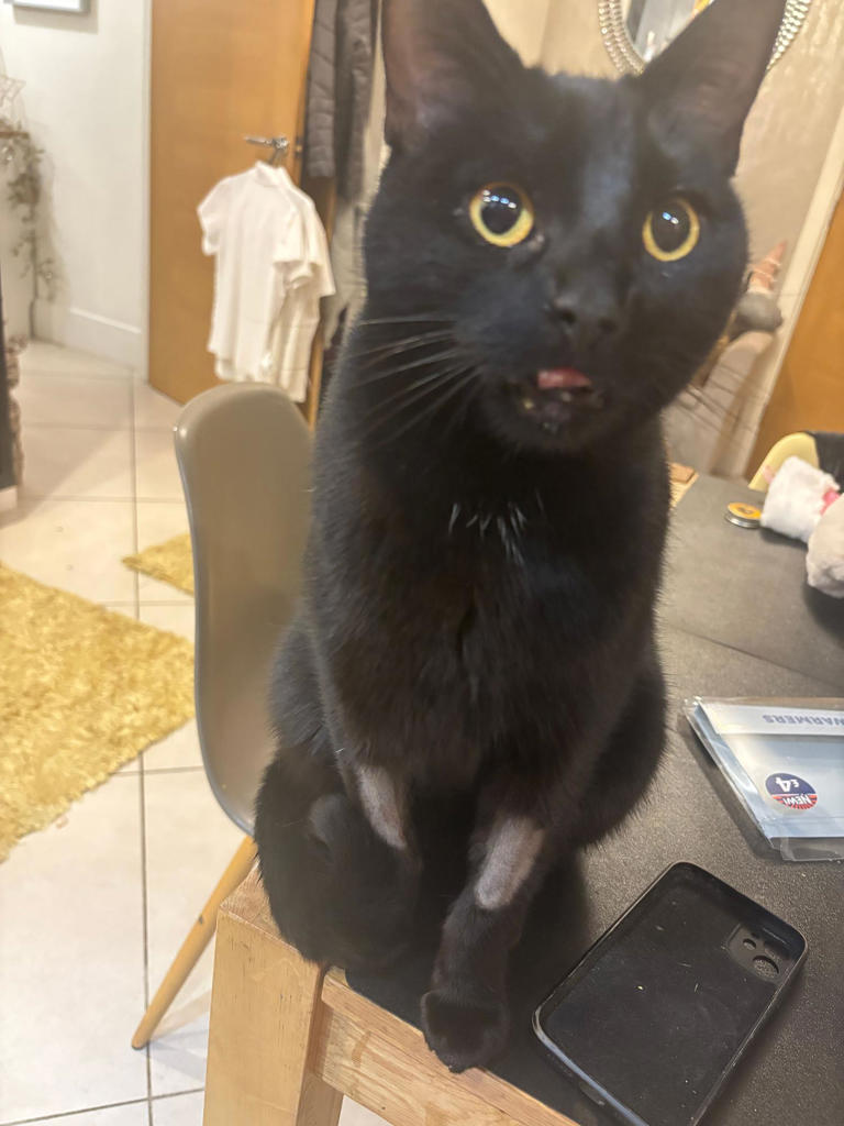 Cat left with 'wonky jaw' after getting trapped in a car engine had to ...