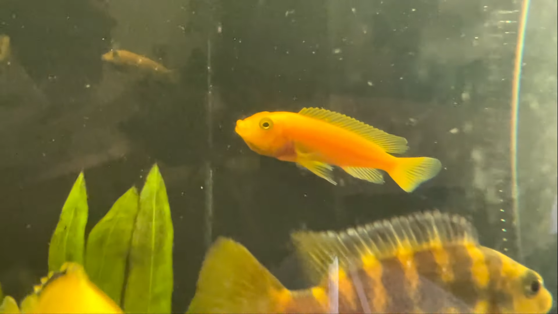 My fish had babies and I wasn’t ready for it