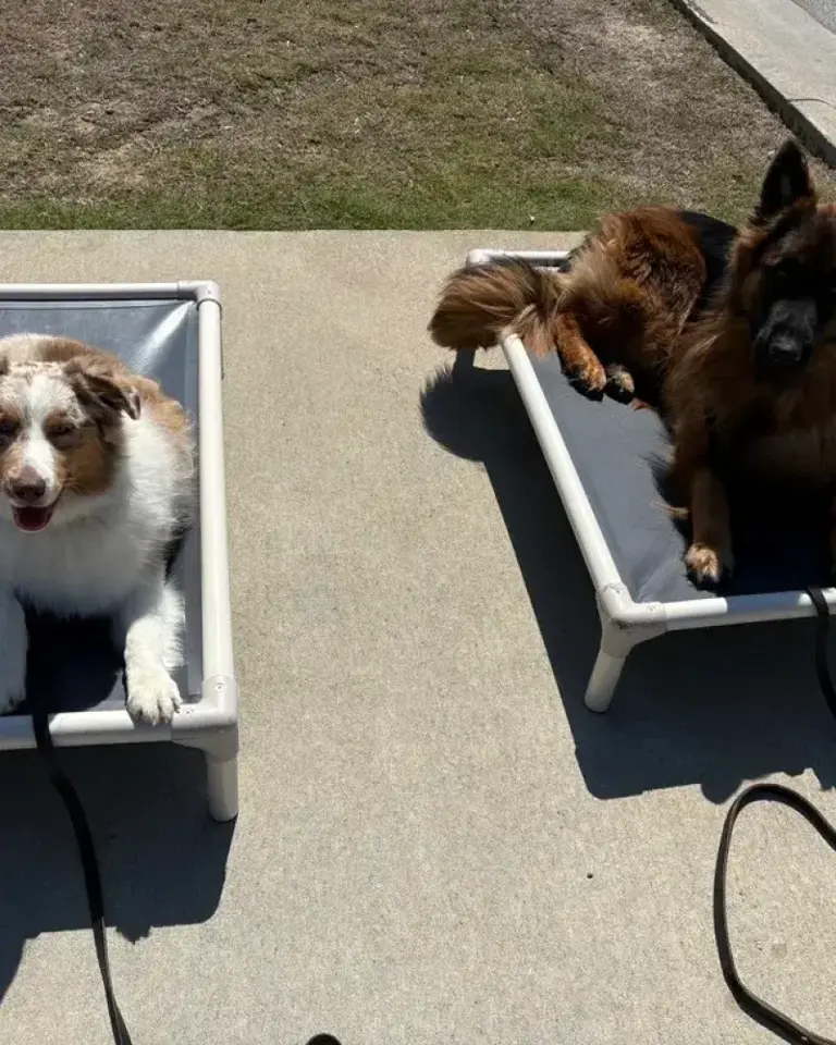 10 dog tricks you can teach at home that improve behavior fast