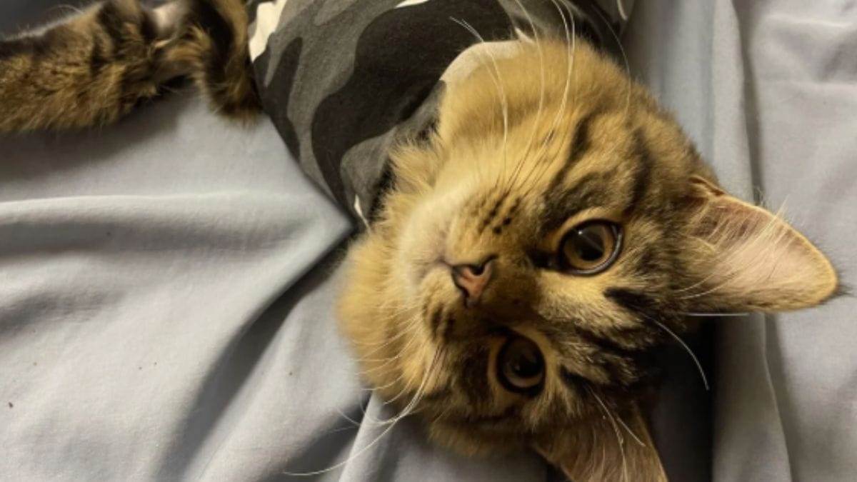Cat's spay appointment ends with a shocking revelation