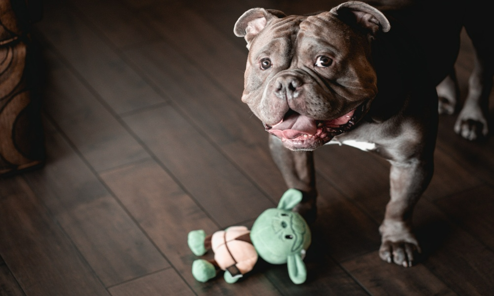 Dog breeds that share the classic American Staffordshire terrier look