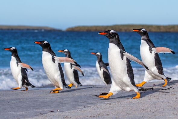 NHS tells people to ‘walk like a penguin’ in cold weather