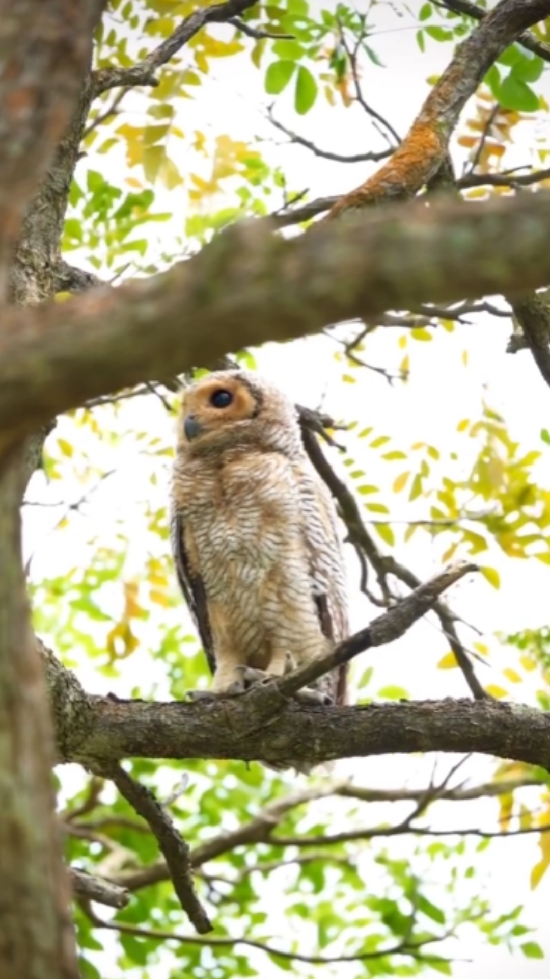 Bubbles the owl: Cute morning wake-up of a juvenile spotted wood owl