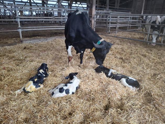 Drei kleine Wunder zu Silvester: Kuh Lotte bringt Drillinge zur Welt