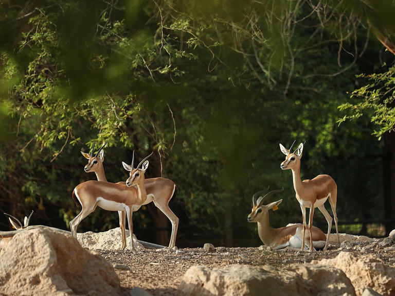 Emirati man quits college to work as animal keeper at Al Ain Zoo – here ...