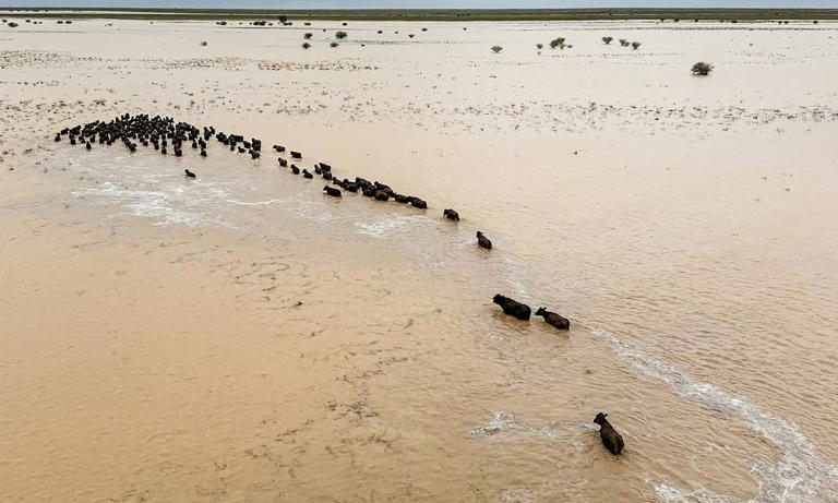 Warnings issued as bushfires burn through Victoria - while Queensland ...
