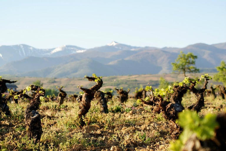 Este tinto del Bierzo tiene 93 puntos Parker, el prestigio de la ...
