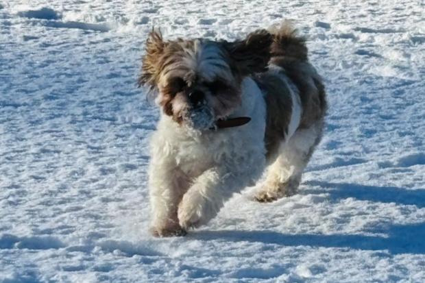 Snowy walks and wagging tails – see Warrington’s dogs loving the cold