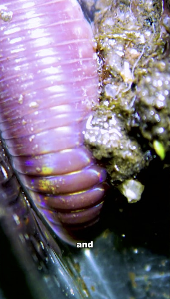 I found a rainbow coloured worm!