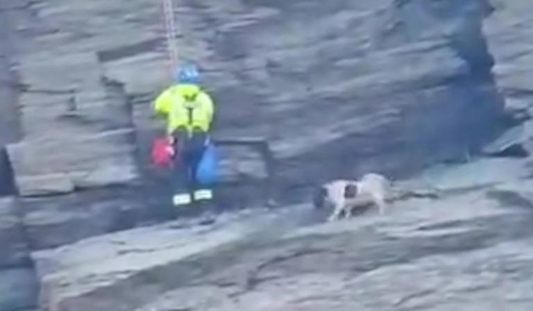 Coastguards rescue dog that fell down 100ft cliff